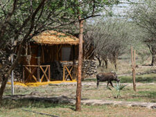 Wildlife Lodges in Ethiopia: Holidays With Crocodiles and Hyenas