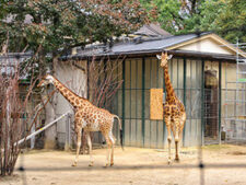 Basel Zoo Review: From Caging Humans to Saving Rhinos