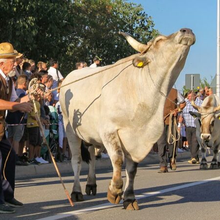 Istrian Ox Whisperer Reveals the Secret of the Largest Boskarin