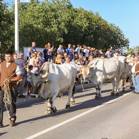 Istrian Ox Whisperer Reveals the Secret of the Largest Boskarin