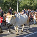 Istrian Ox Whisperer Reveals the Secret of the Largest Boskarin