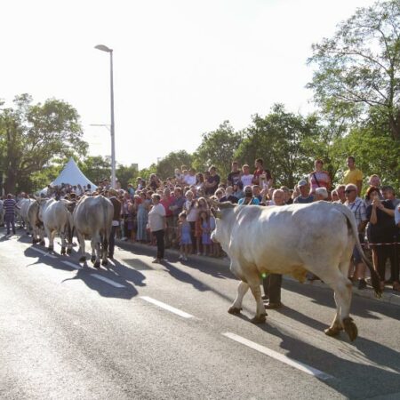 Istrian Ox Whisperer Reveals the Secret of the Largest Boskarin