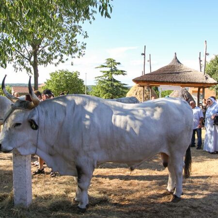 Istrian Ox Whisperer Reveals the Secret of the Largest Boskarin