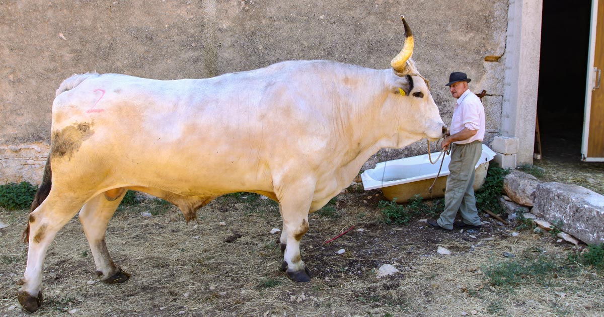 Istrian Ox Whisperer Reveals the Secret of the Largest Boskarin