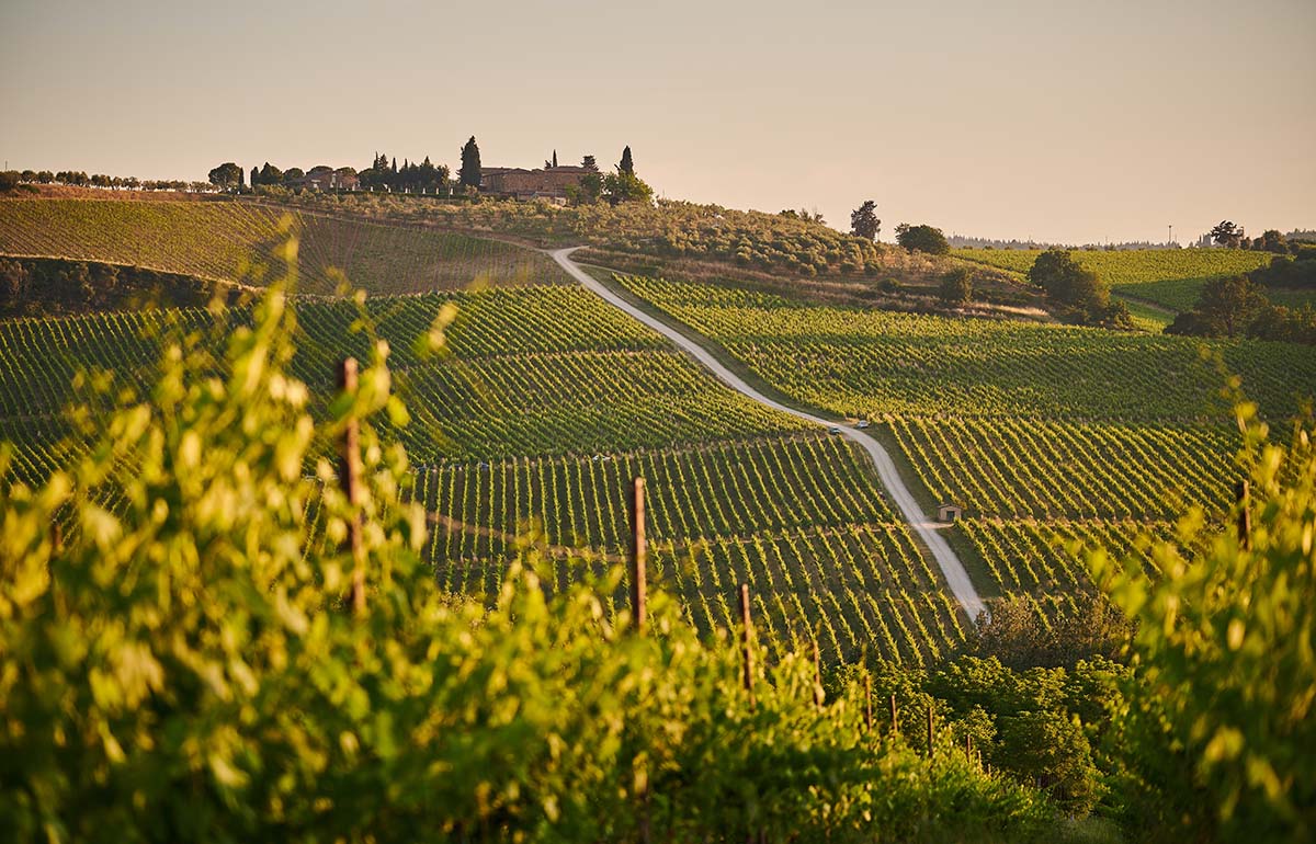 Italian Wineries and Vineyards - Top 3 - Pipeaway