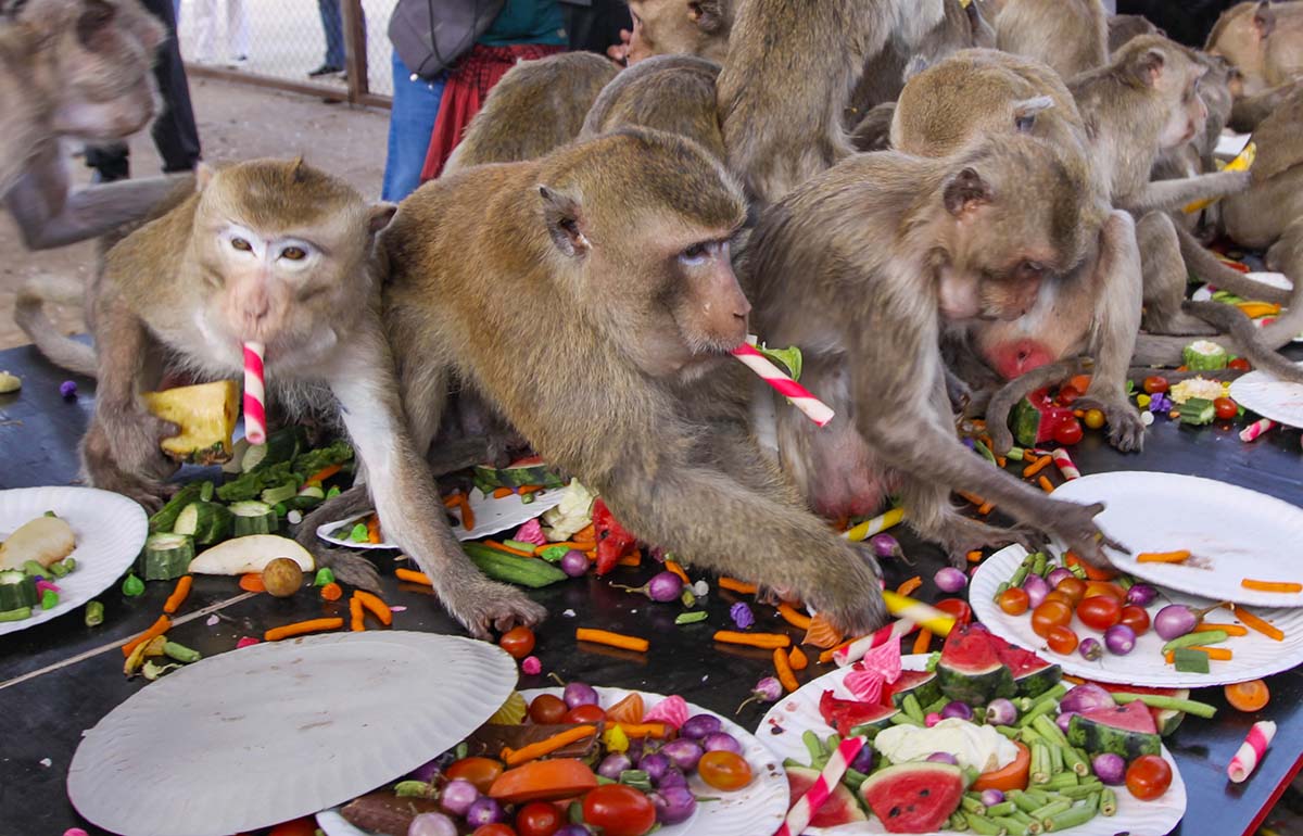 Lopburi Monkey Festival Banquet for 2,000 Gluttonous Macaques