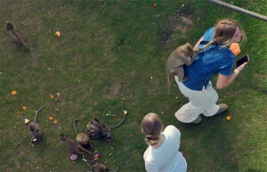 Lopburi Monkey Festival Banquet for 2,000 Gluttonous Macaques