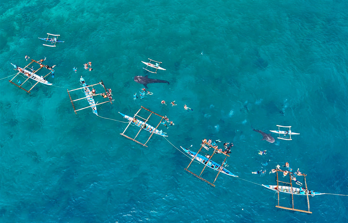 Oslob Whale Shark Watching: Is It Ethical?